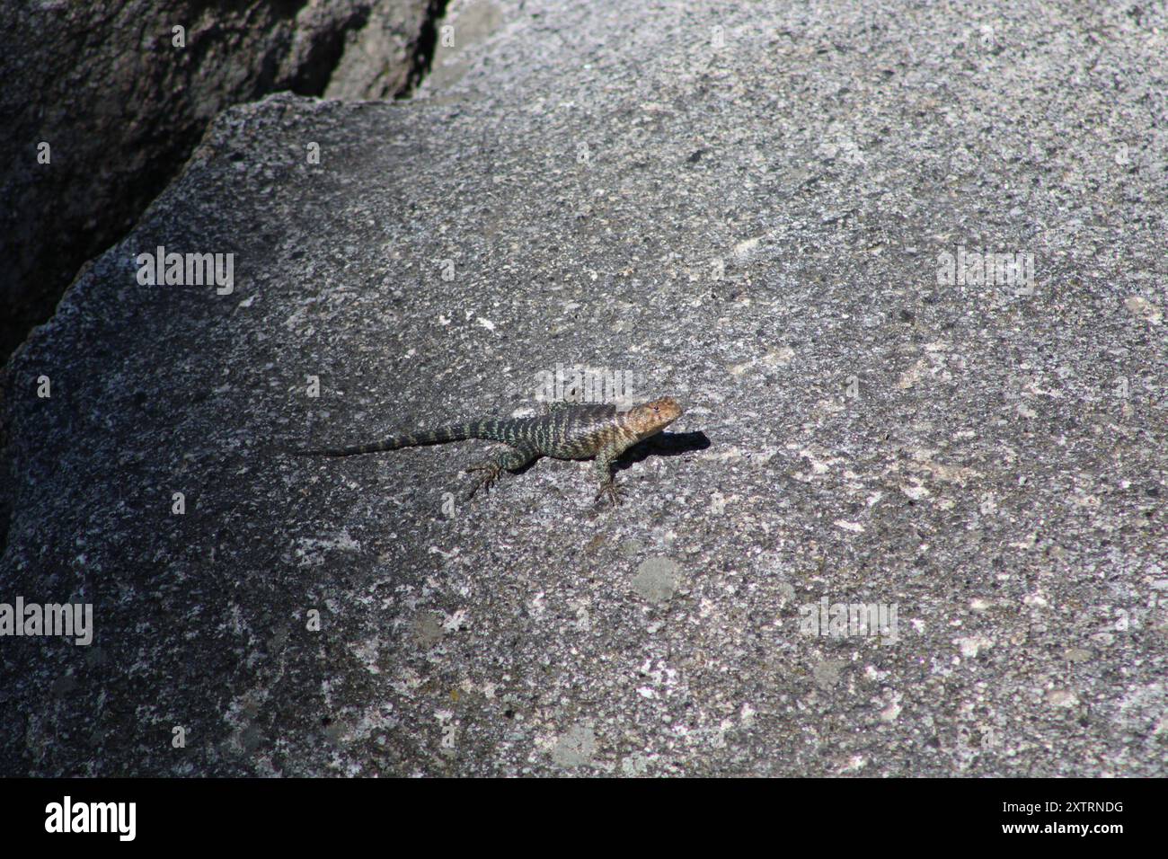 Granite Spiny Lizard (Sceloporus orcutti) Reptilia Stock Photo - Alamy