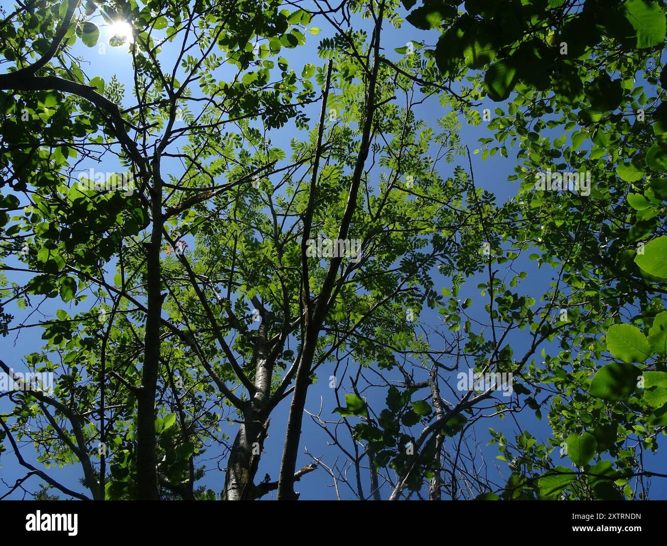 showy mountain-ash (Sorbus decora) Plantae Stock Photo - Alamy