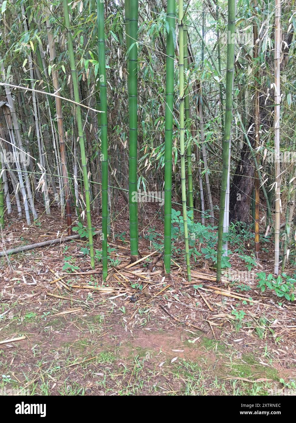 fishpole bamboo (Phyllostachys aurea) Plantae Stock Photo - Alamy