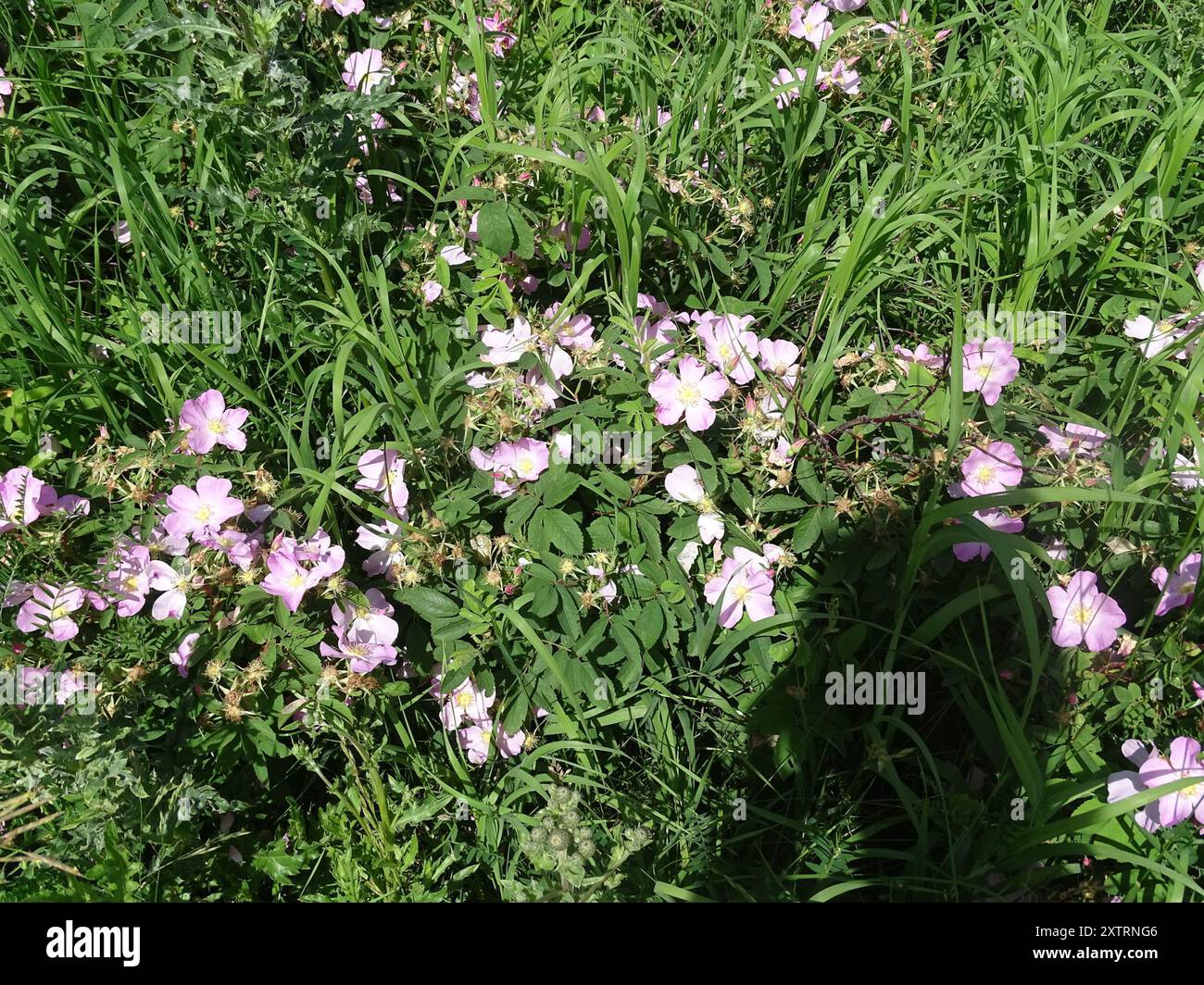 smooth rose (Rosa blanda) Plantae Stock Photo - Alamy