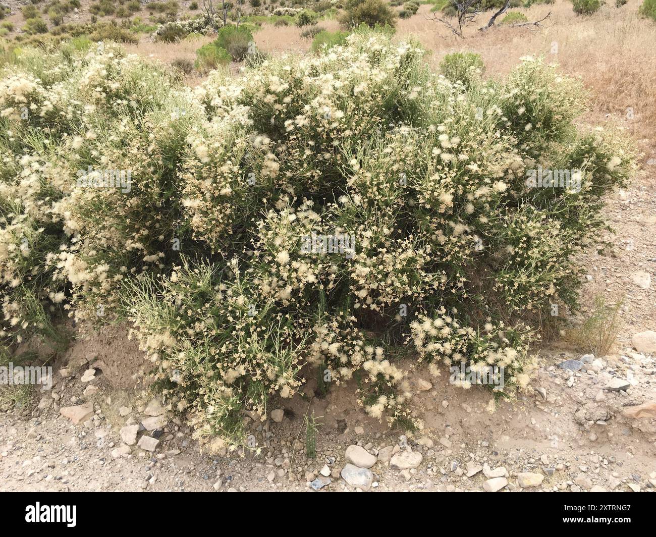 Apache plume (Fallugia paradoxa) Plantae Stock Photo - Alamy