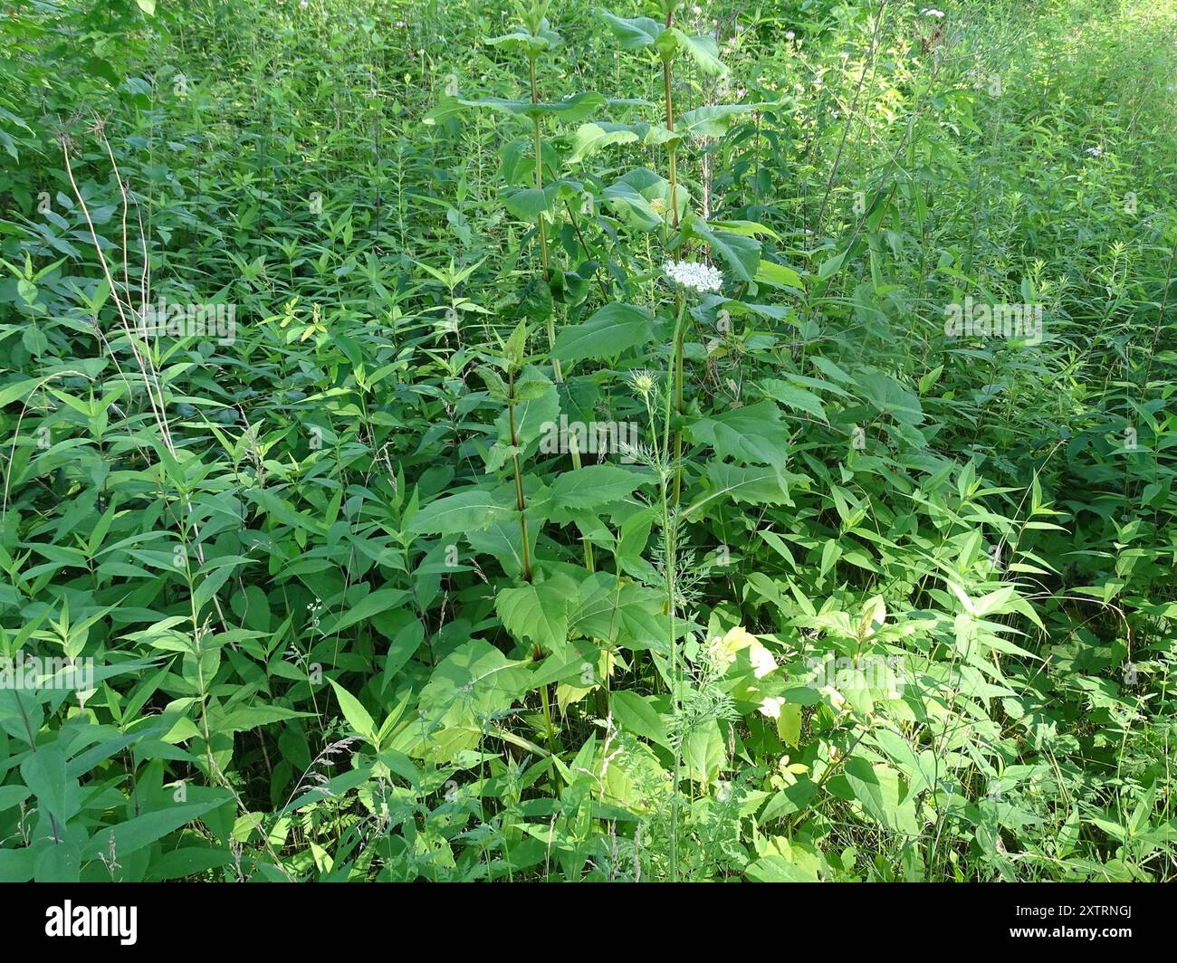 cup plant (Silphium perfoliatum) Plantae Stock Photo - Alamy