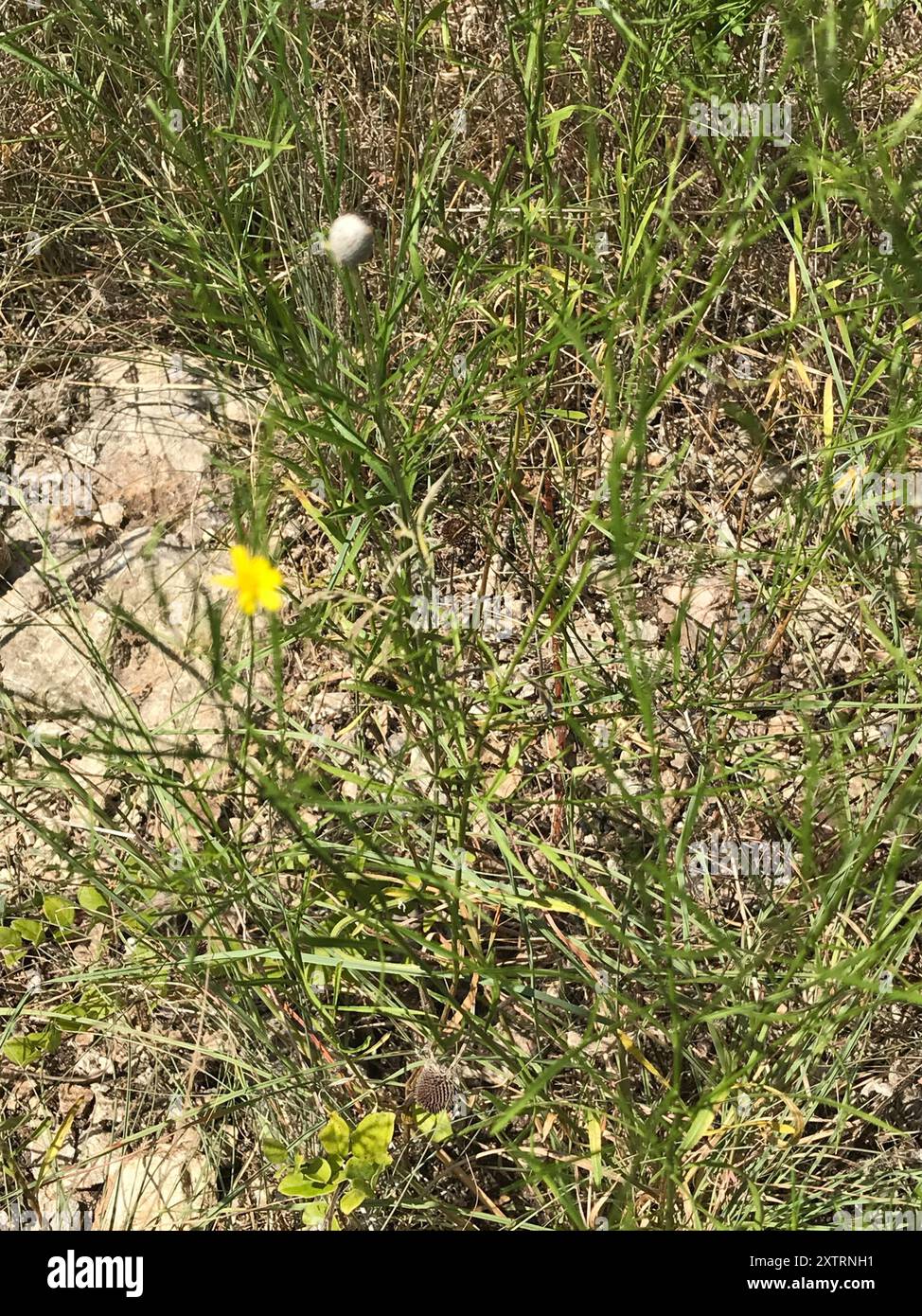 prairie broomweed (Amphiachyris dracunculoides) Plantae Stock Photo - Alamy