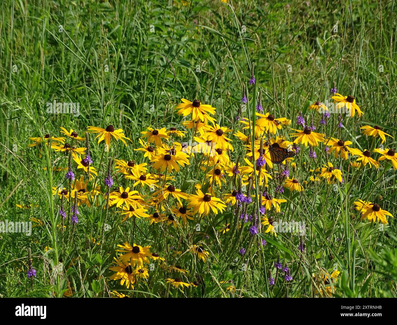 eastern black-eyed susan (Rudbeckia hirta pulcherrima) Plantae Stock ...