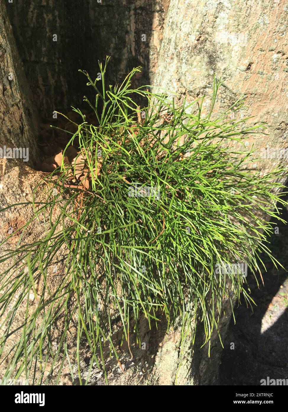 skeleton fork fern (Psilotum nudum) Plantae Stock Photo - Alamy