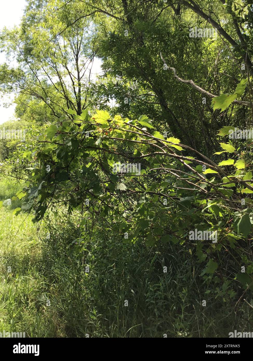 riverbank grape (Vitis riparia) Plantae Stock Photo - Alamy