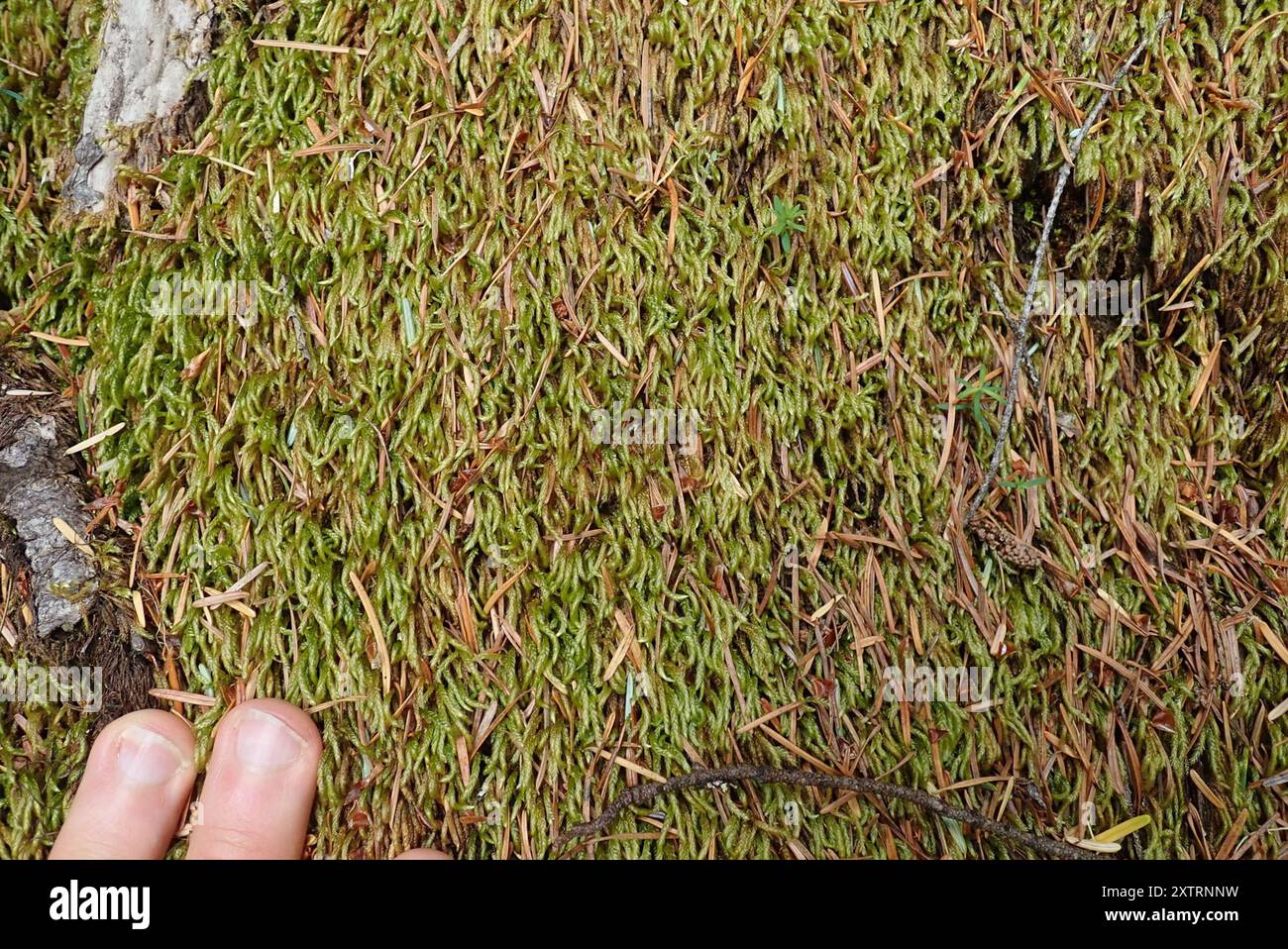 obtuseleaf scleropodium moss (Scleropodium obtusifolium) Plantae Stock ...