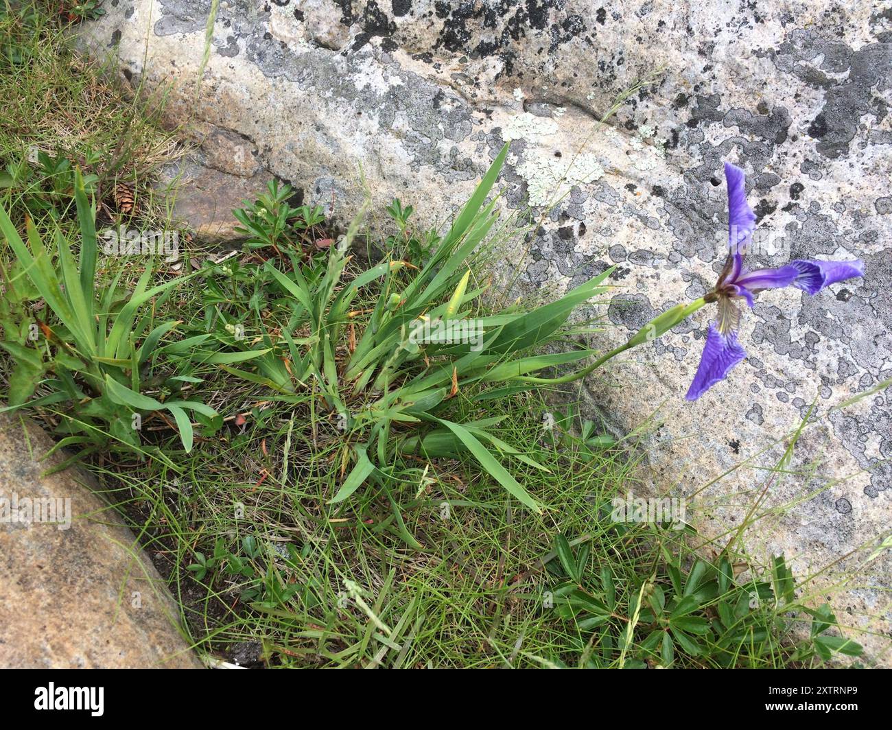 beach-head iris (Iris hookeri) Plantae Stock Photo - Alamy