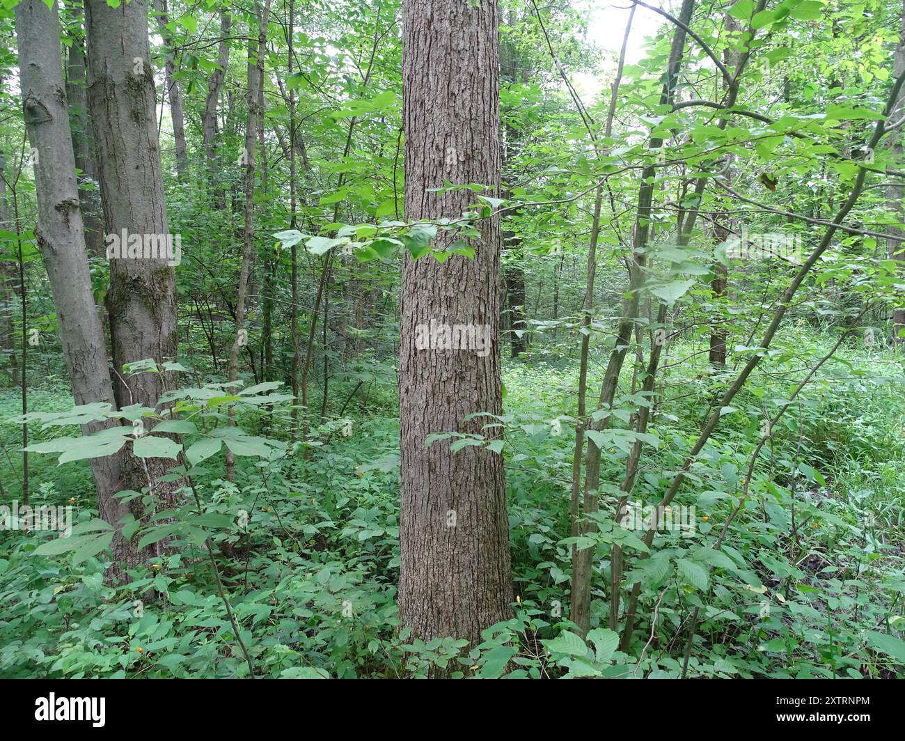 swamp white oak (Quercus bicolor) Plantae Stock Photo - Alamy