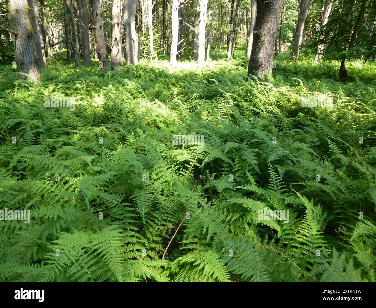hay-scented fern (Dennstaedtia punctilobula) Plantae Stock Photo - Alamy
