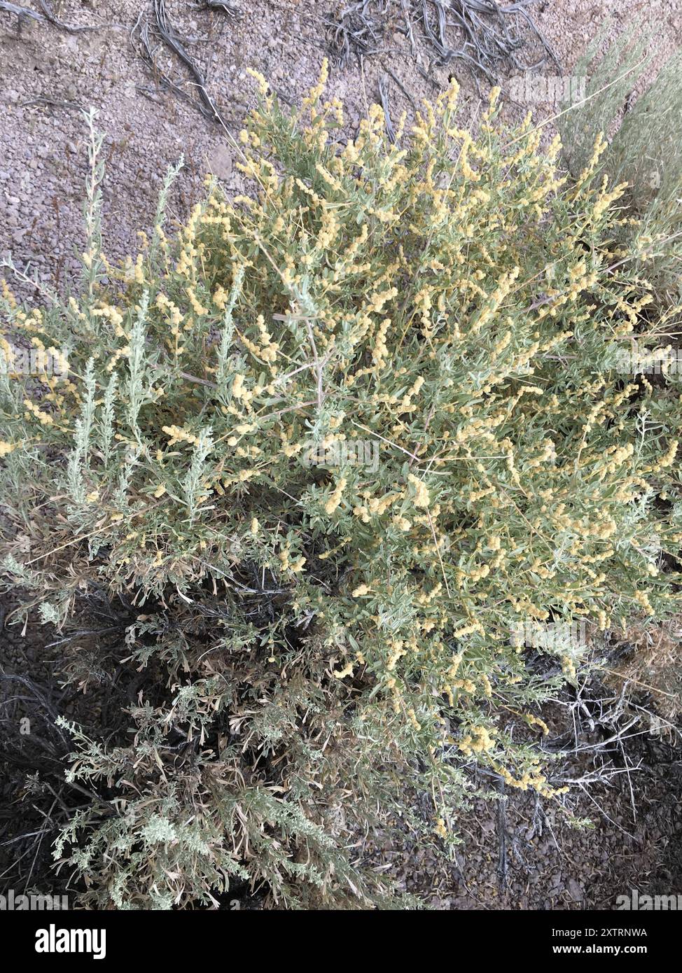 Fourwing Saltbush (Atriplex canescens) Plantae Stock Photo - Alamy