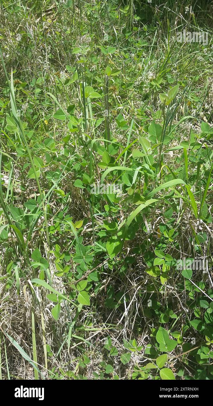 Desmodium intortum hi-res stock photography and images - Alamy