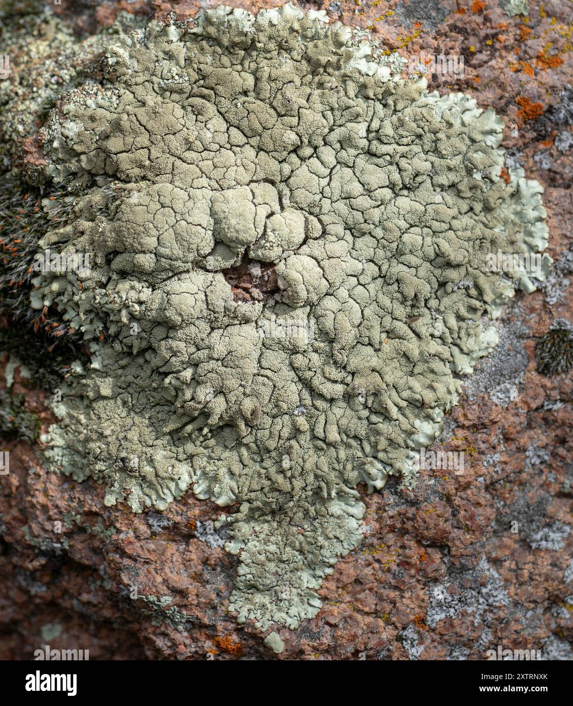 common lichens (Lecanoromycetes) Fungi Stock Photo - Alamy