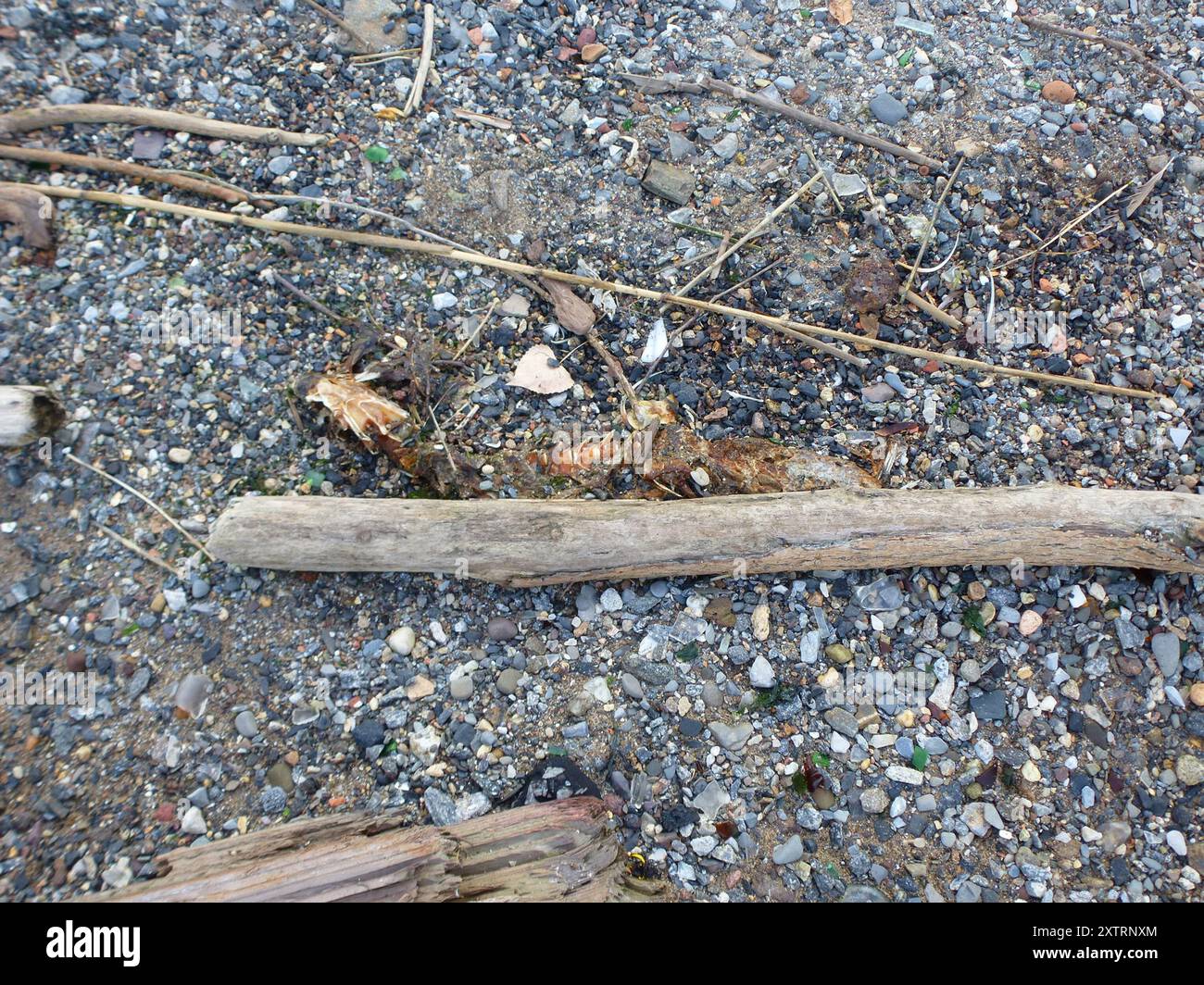 Ray-finned Fishes (Actinopterygii) Actinopterygii Stock Photo - Alamy
