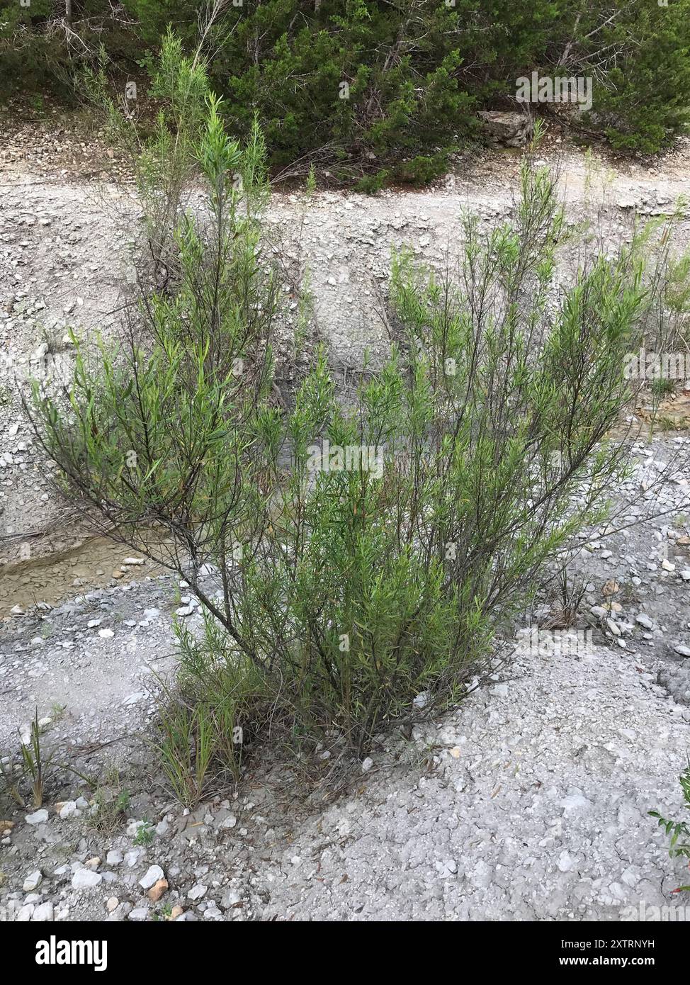 Poverty Weed (Baccharis neglecta) Plantae Stock Photo - Alamy
