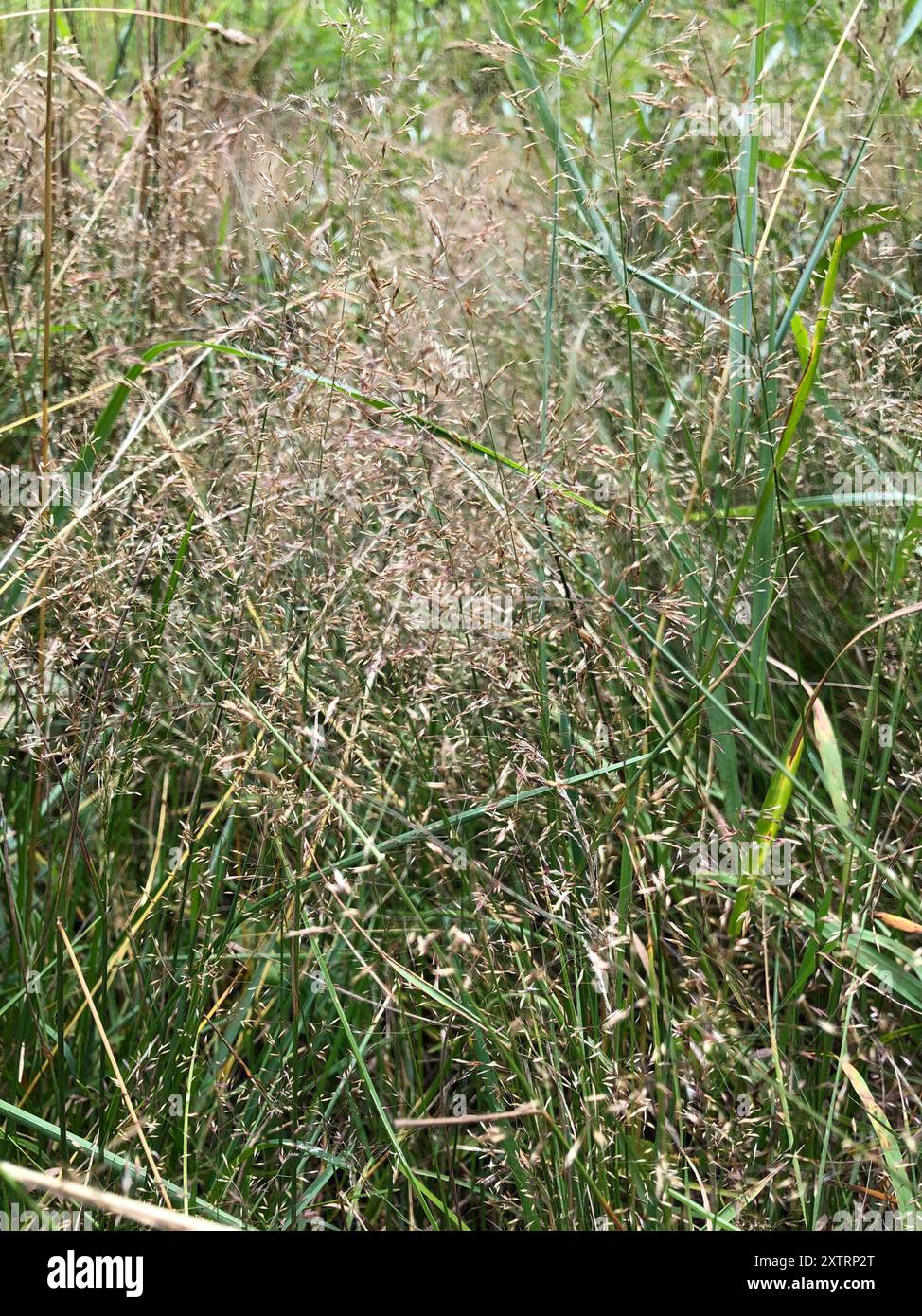 colonial bent (Agrostis capillaris) Plantae Stock Photo - Alamy