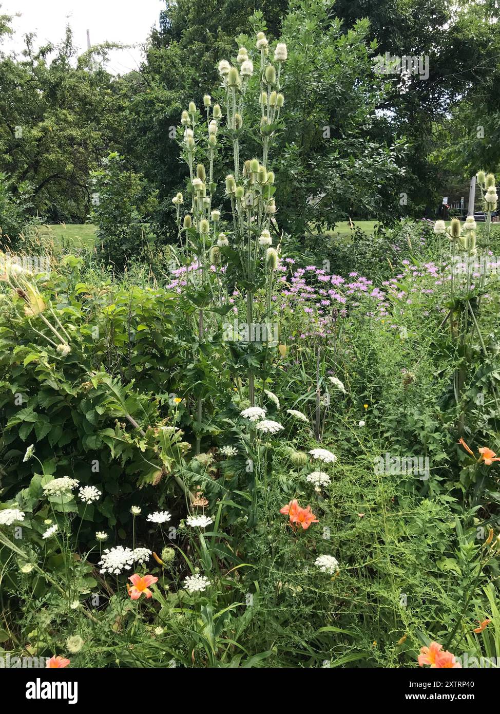 cutleaf teasel (Dipsacus laciniatus) Plantae Stock Photo - Alamy
