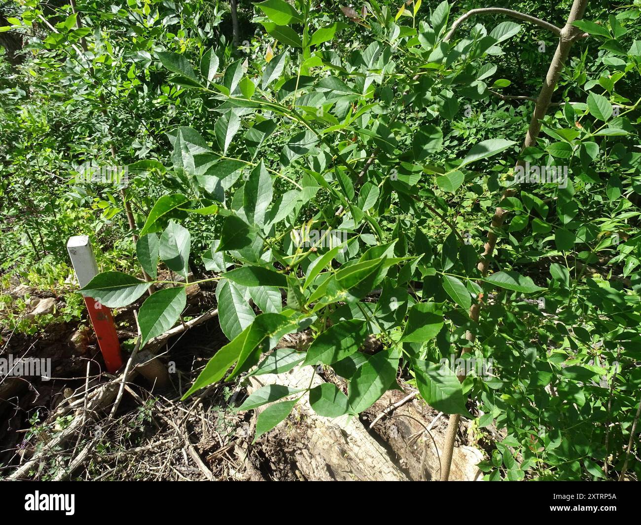 European ash (Fraxinus excelsior) Plantae Stock Photo - Alamy