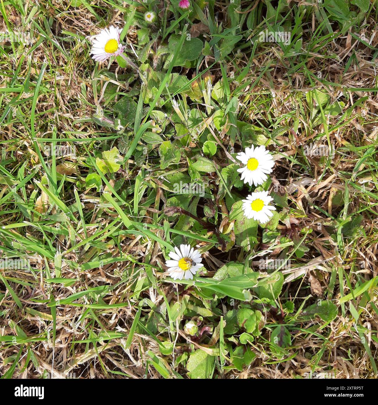 Lawn daisy (Bellis perennis) Plantae Stock Photo - Alamy