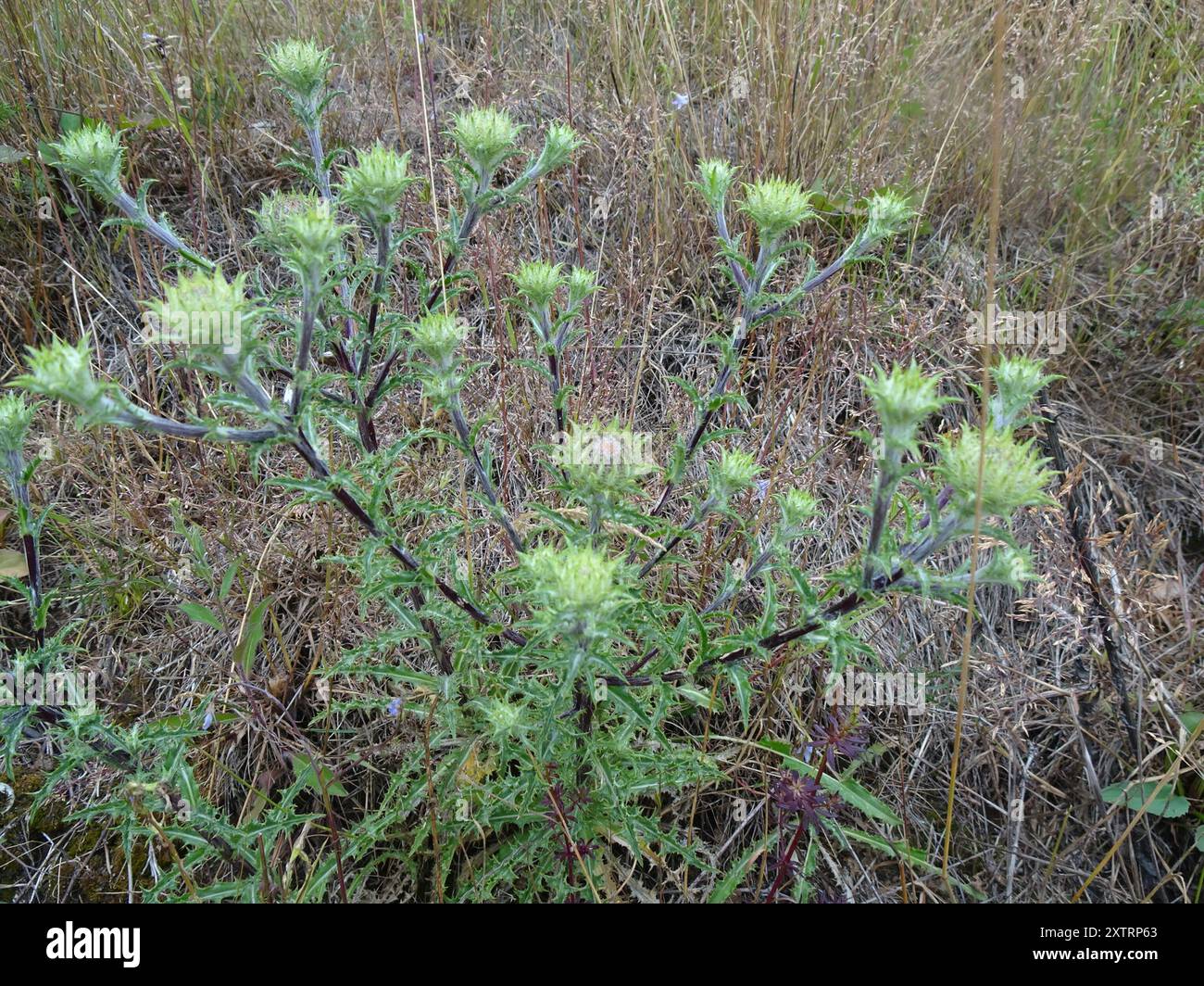Carline Thistle (Carlina vulgaris) Plantae Stock Photo - Alamy
