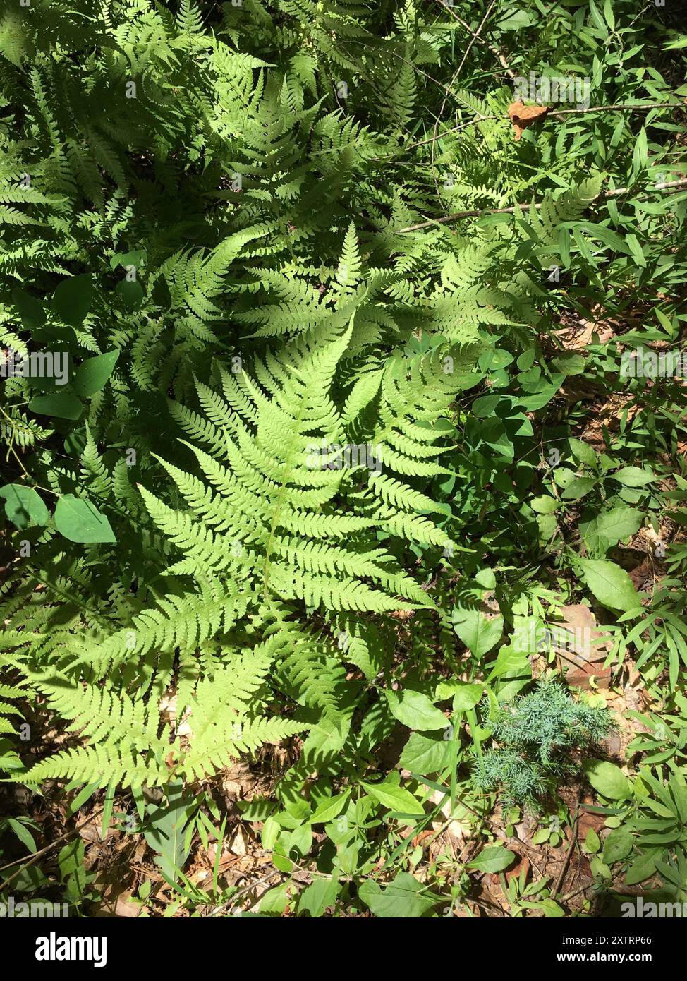 broad beech fern (Phegopteris hexagonoptera) Plantae Stock Photo - Alamy