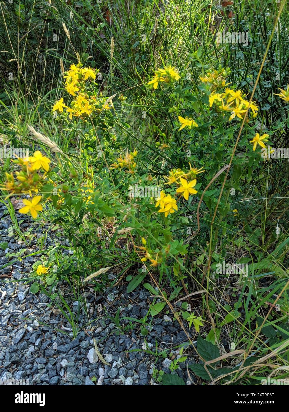 Common St. John's Wort (Hypericum perforatum) Plantae Stock Photo - Alamy