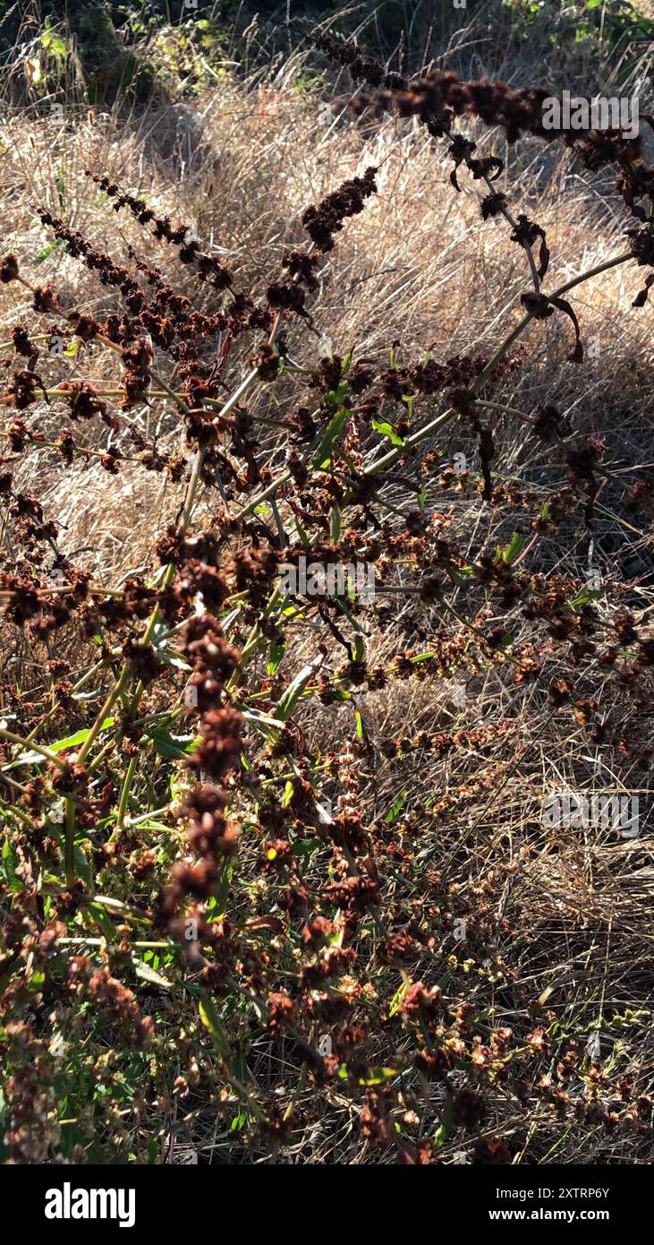 fiddle dock (Rumex pulcher) Plantae Stock Photo - Alamy