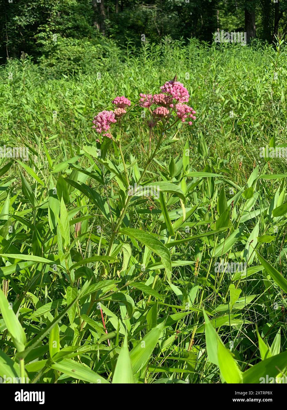 swamp milkweed (Asclepias incarnata) Plantae Stock Photo - Alamy