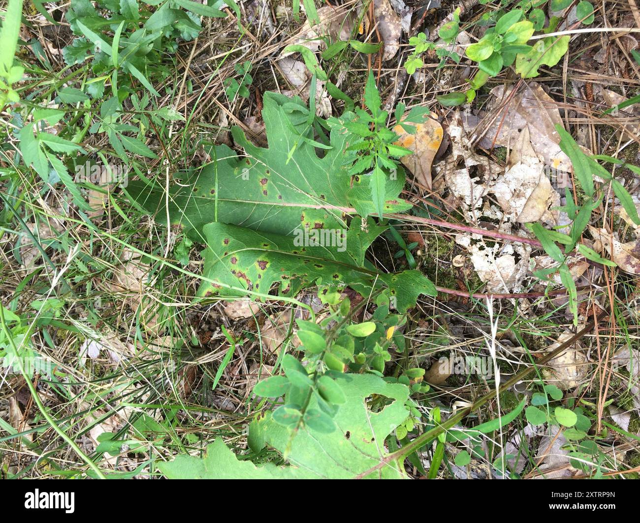 Kidney-leaf Rosinweed (Silphium compositum) Plantae Stock Photo - Alamy
