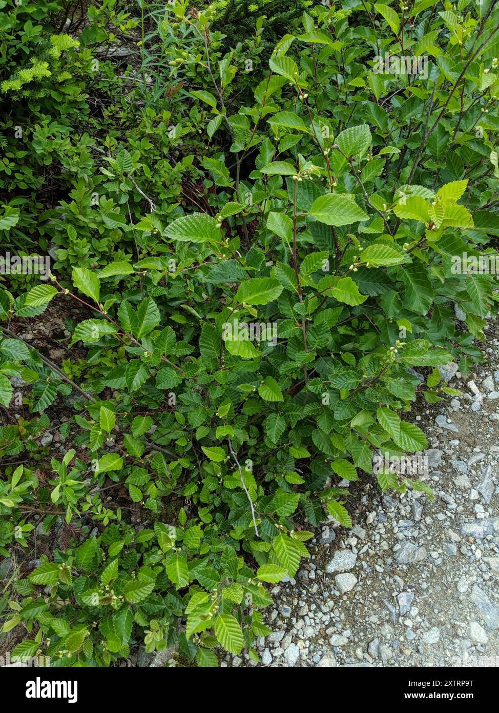 green alder (Alnus alnobetula) Plantae Stock Photo - Alamy