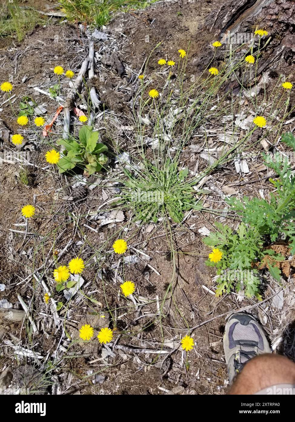 Common Cat's-ear (Hypochaeris radicata) Plantae Stock Photo - Alamy