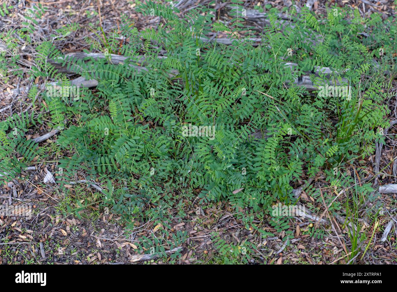 coast Swainson-pea (Swainsona lessertiifolia) Plantae Stock Photo - Alamy
