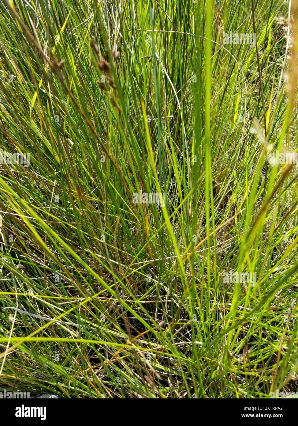 Baltic Rush (Juncus balticus) Plantae Stock Photo - Alamy