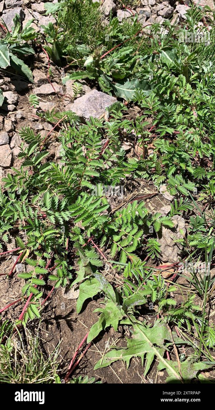 common silverweed (Argentina anserina) Plantae Stock Photo - Alamy
