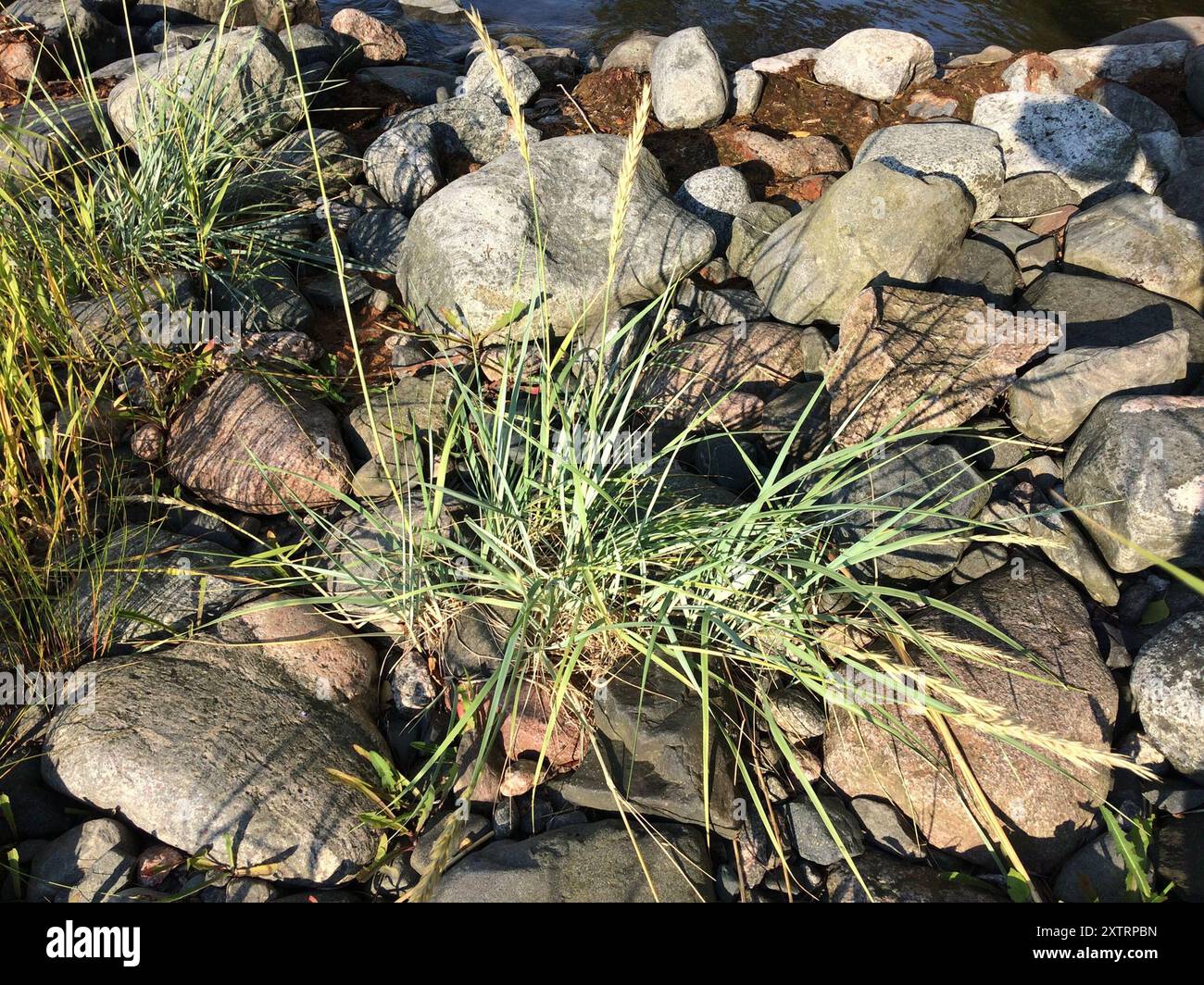 lyme grass (Leymus arenarius) Plantae Stock Photo - Alamy