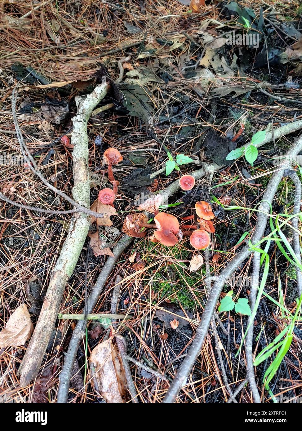 Pinewood Gingertail (Xeromphalina campanella) Fungi Stock Photo - Alamy