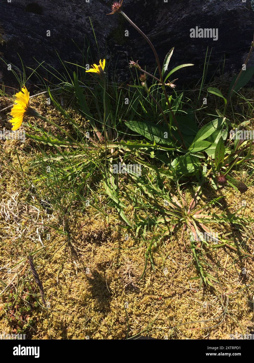 chicories, dandelions, and allies (Cichorioideae) Plantae Stock Photo ...