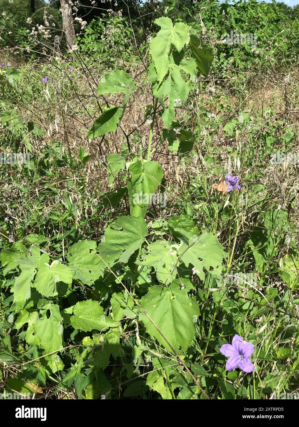 sweet Indian Mallow (Abutilon fruticosum) Plantae Stock Photo - Alamy