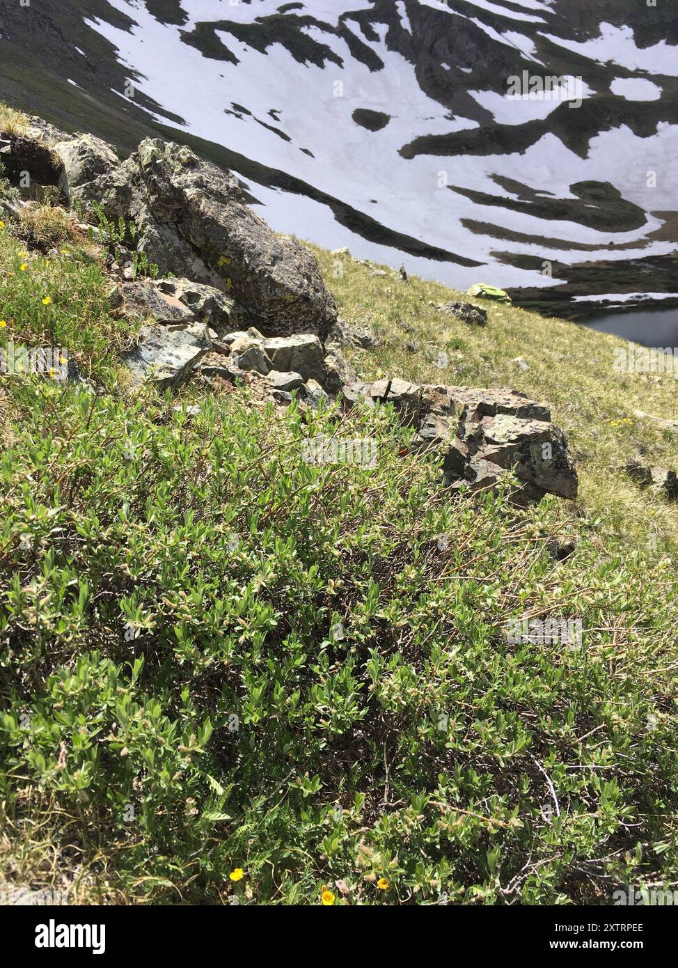 Wolf's Willow (Salix wolfii) Plantae Stock Photo - Alamy