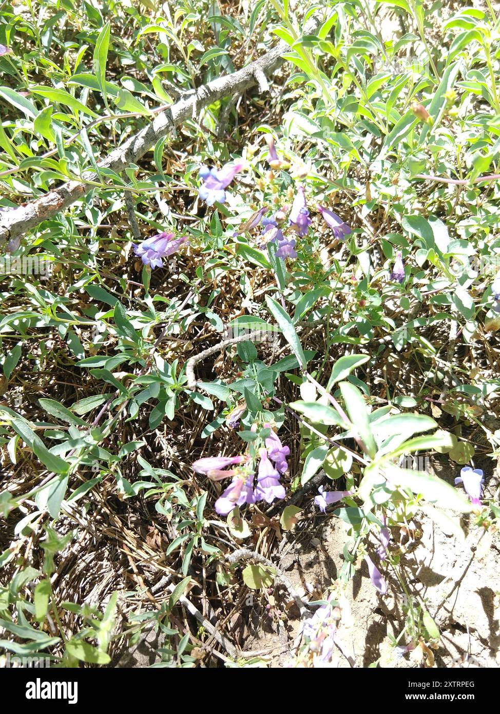 Azure Penstemon (Penstemon azureus) Plantae Stock Photo - Alamy