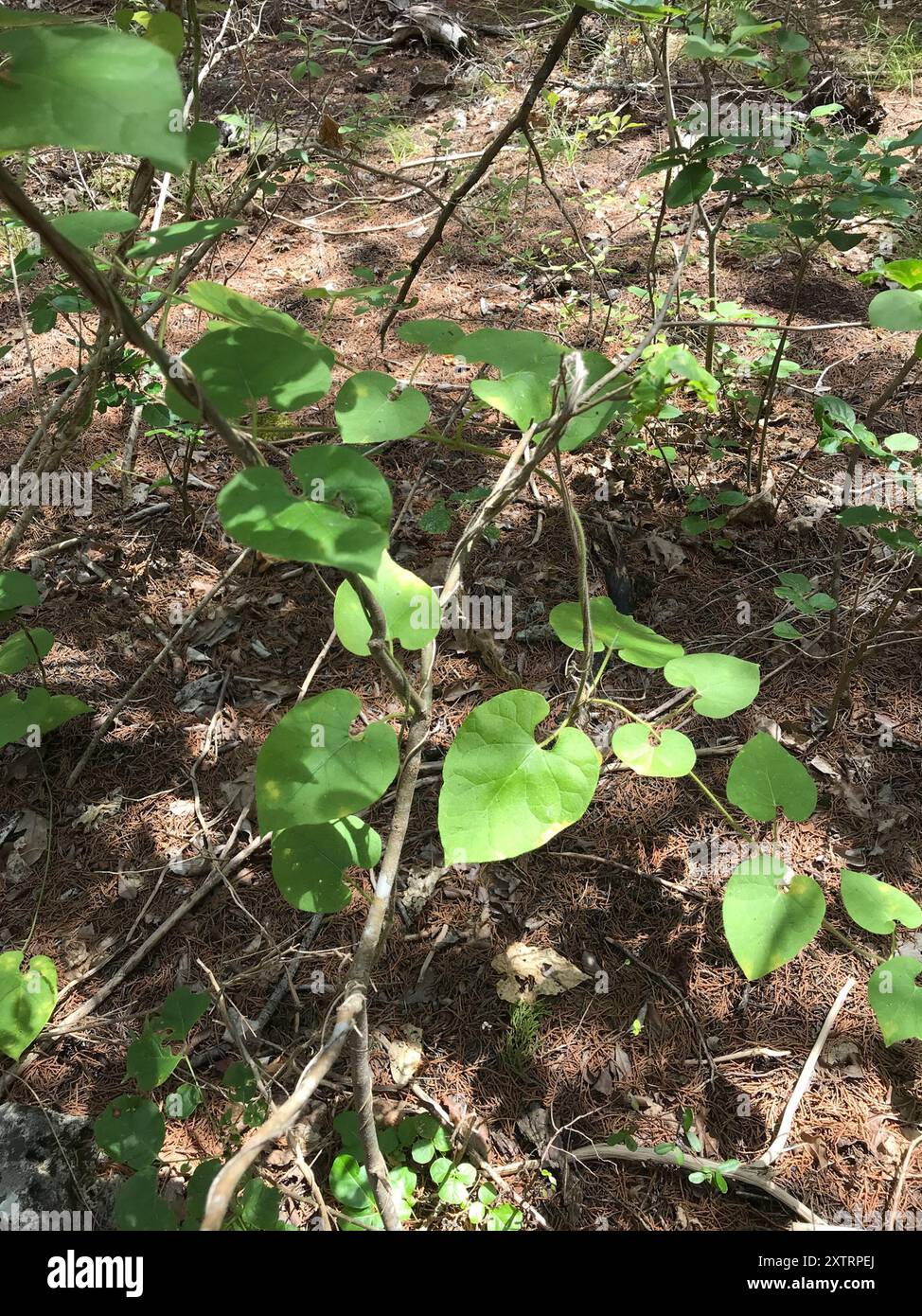 Pearl Milkweed (Matelea reticulata) Plantae Stock Photo - Alamy