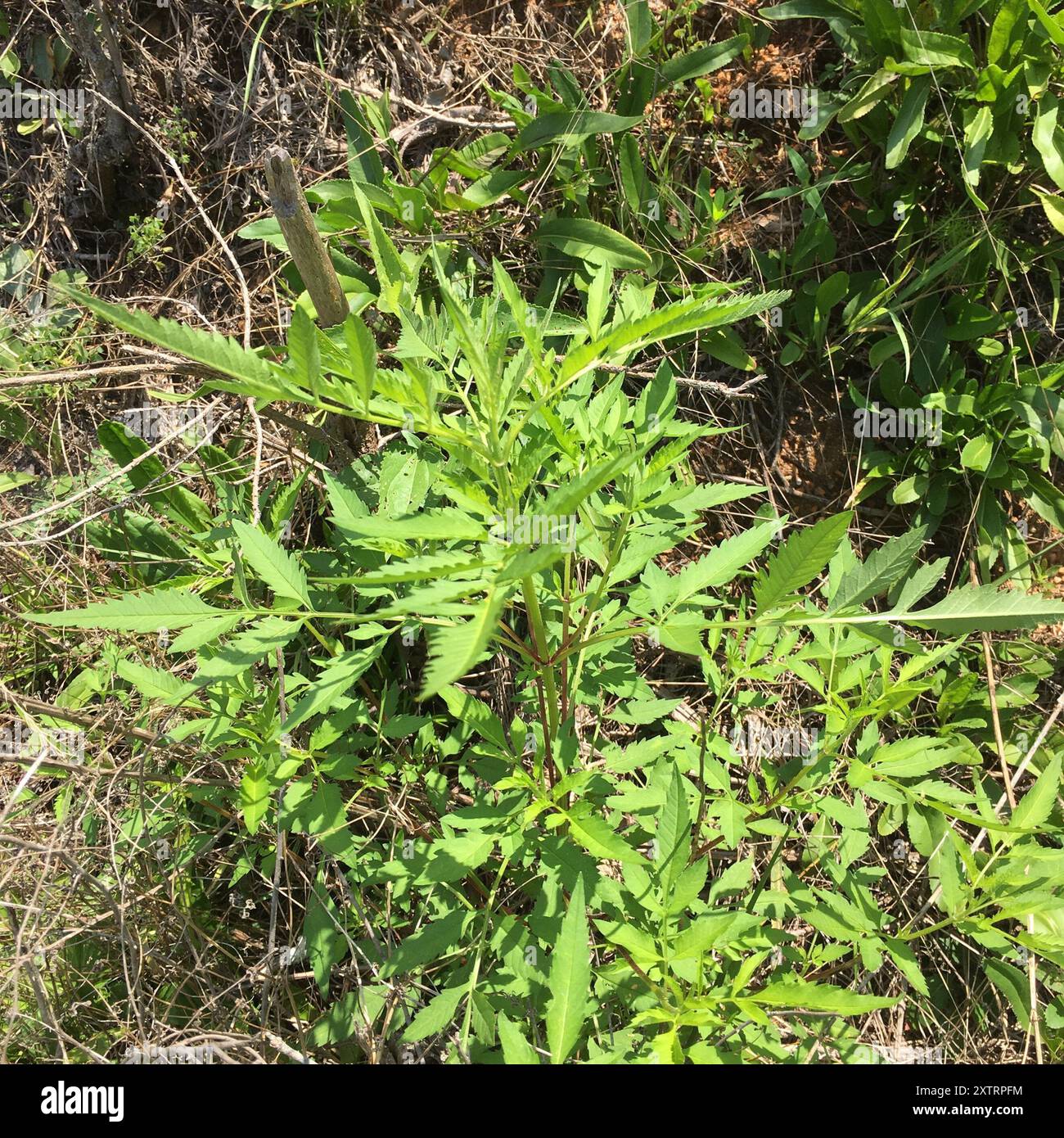 common ragweed (Ambrosia artemisiifolia) Plantae Stock Photo - Alamy