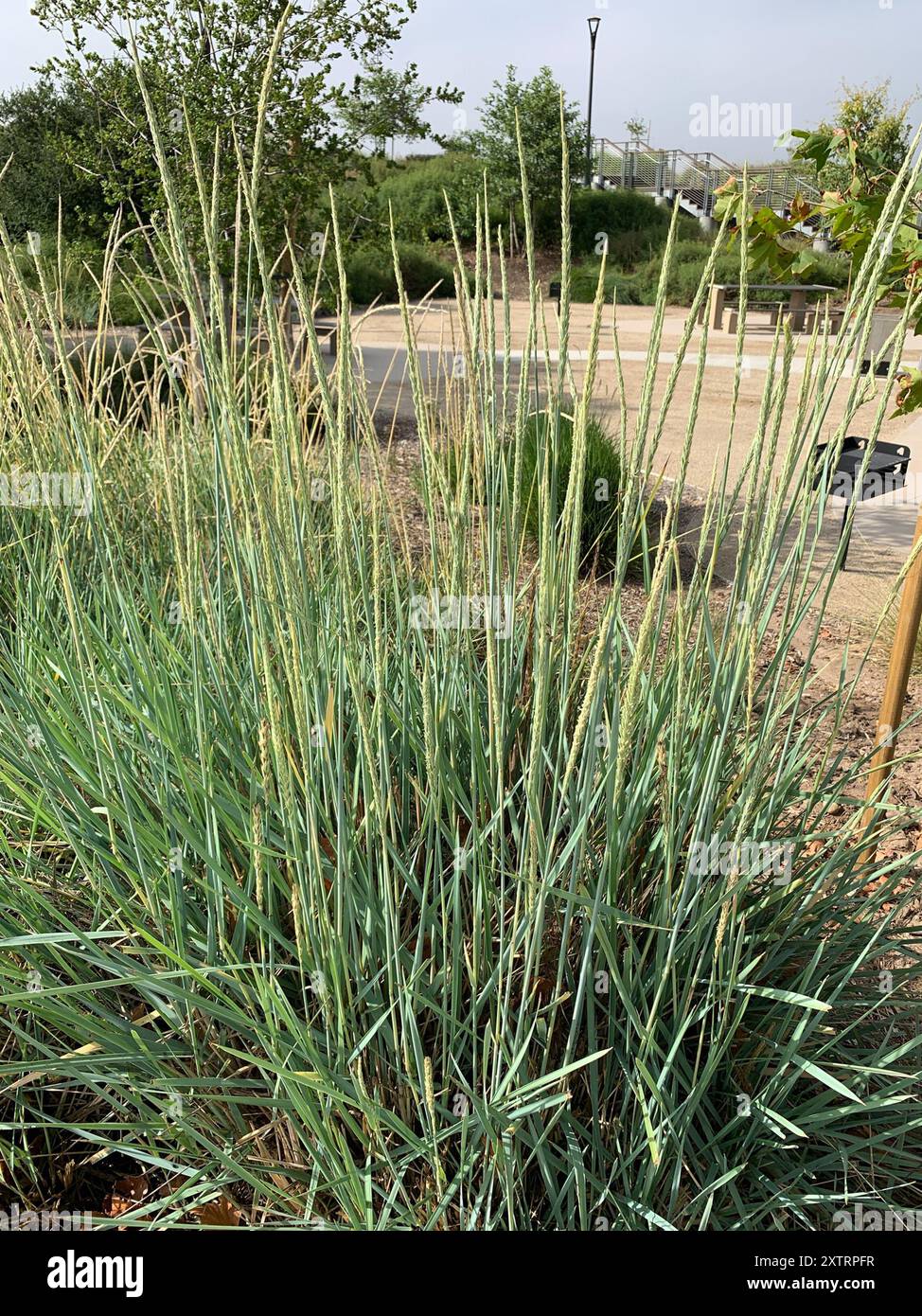 giant wild rye (Leymus condensatus) Plantae Stock Photo - Alamy