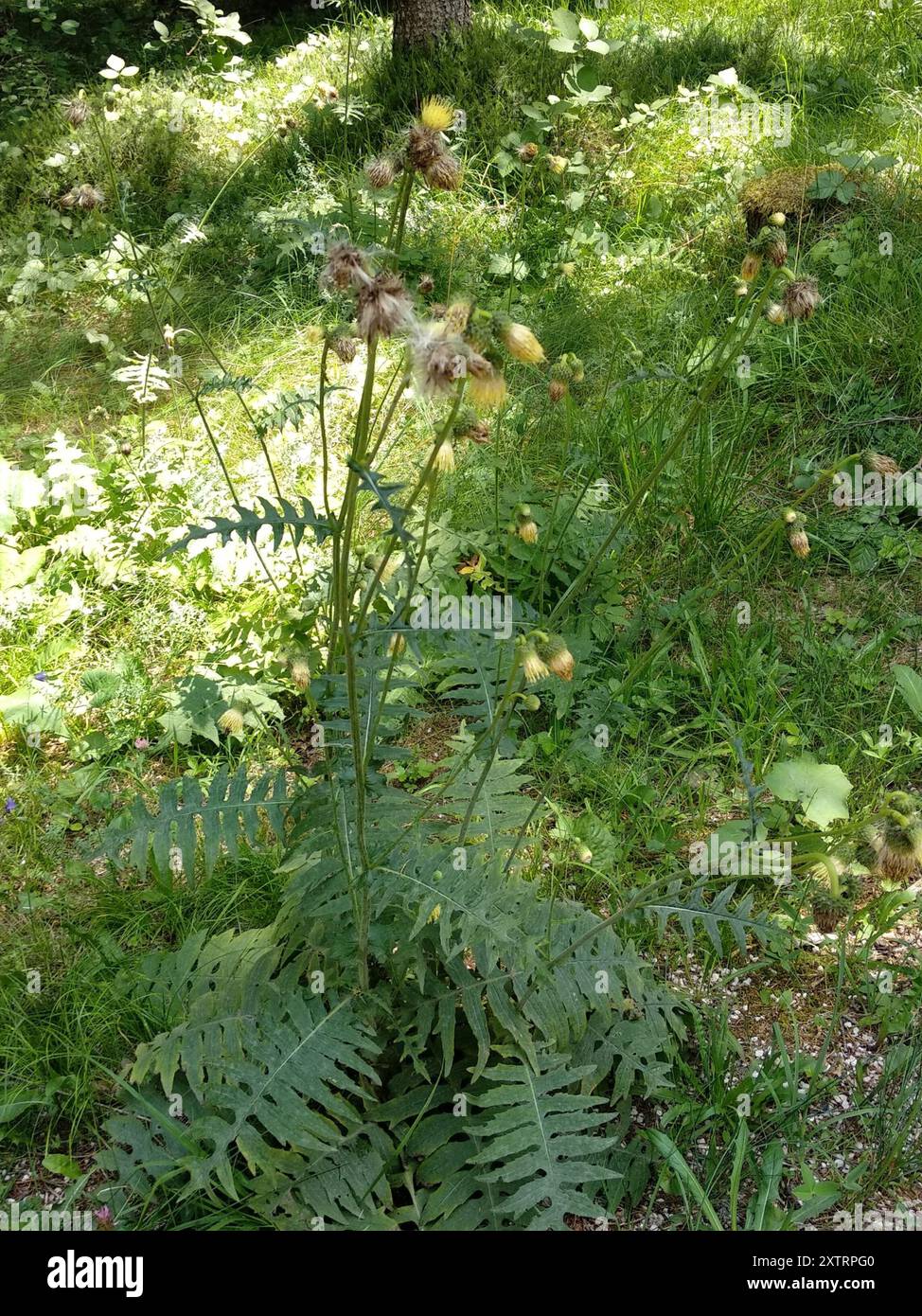Yellow Thistle (Cirsium erisithales) Plantae Stock Photo - Alamy