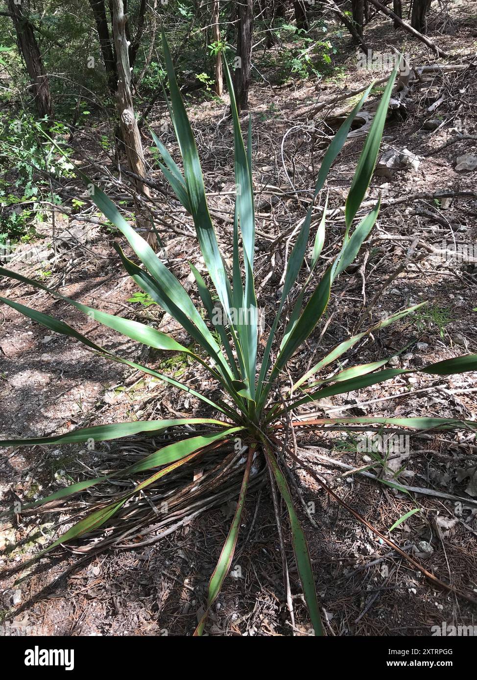 Twisted-leaf Yucca (Yucca rupicola) Plantae Stock Photo - Alamy