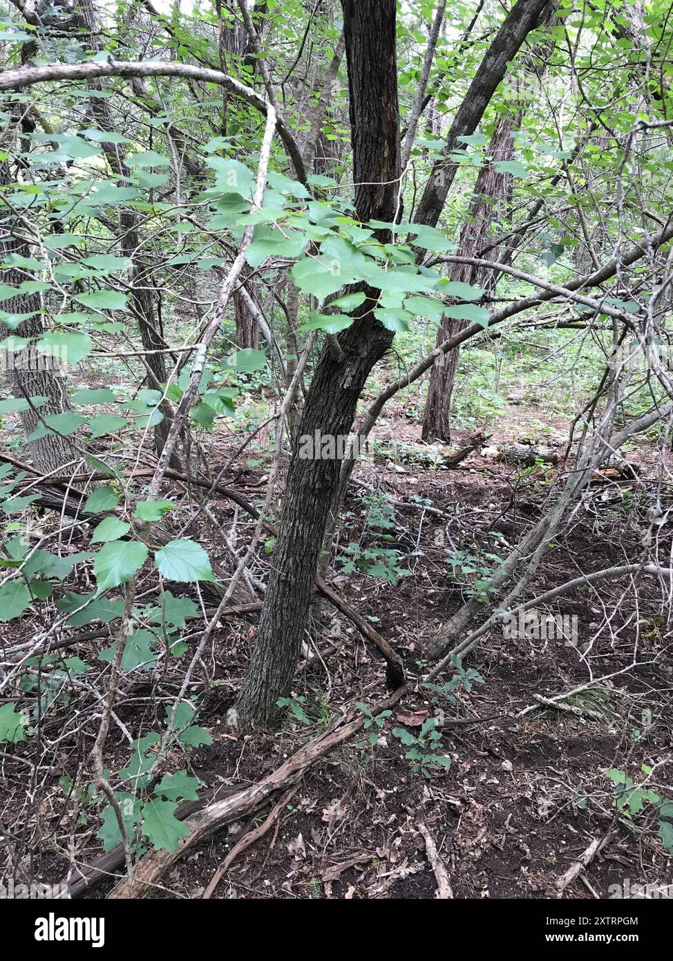Texas mulberry (Morus microphylla) Plantae Stock Photo - Alamy