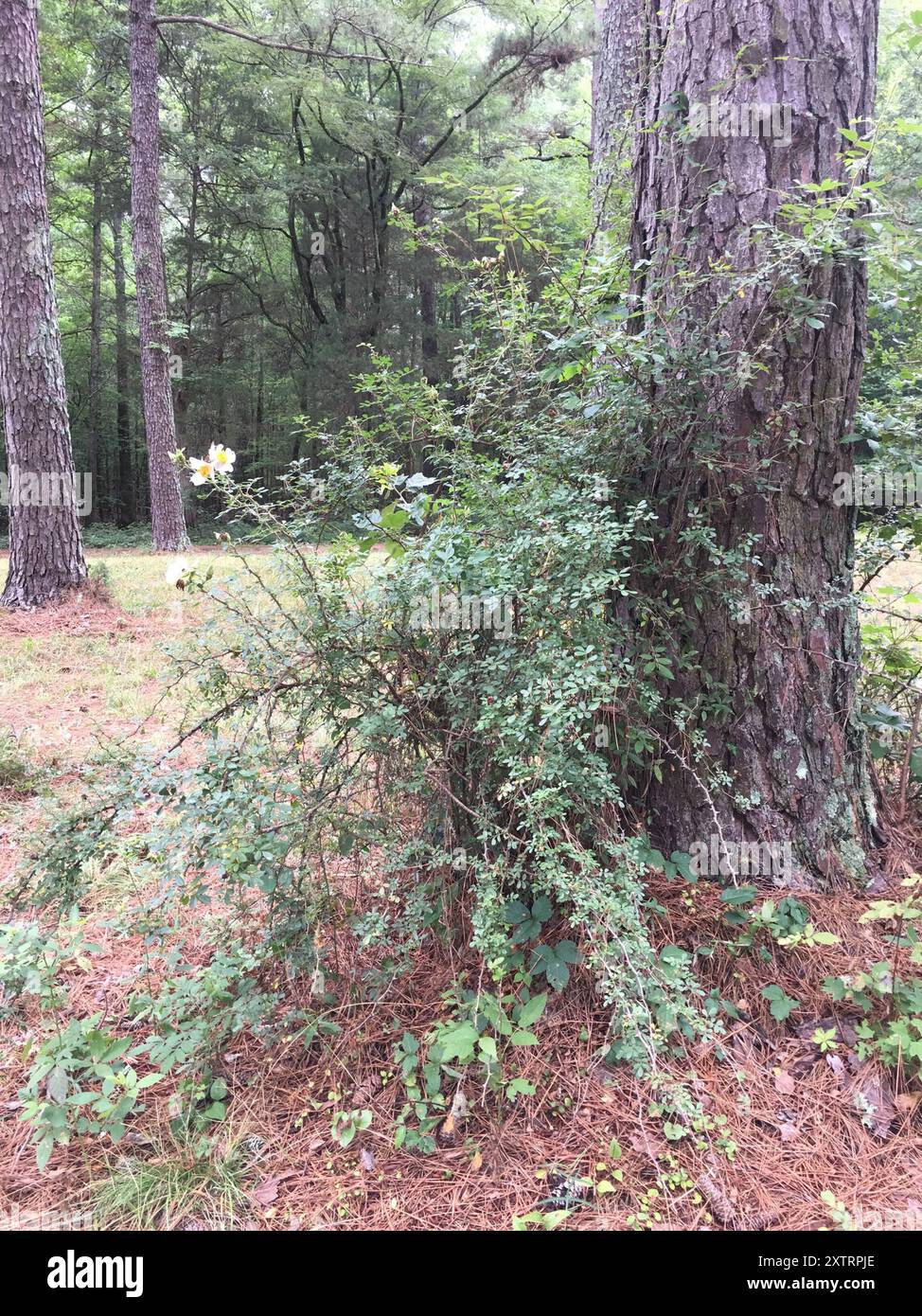 Macartney's rose (Rosa bracteata) Plantae Stock Photo - Alamy