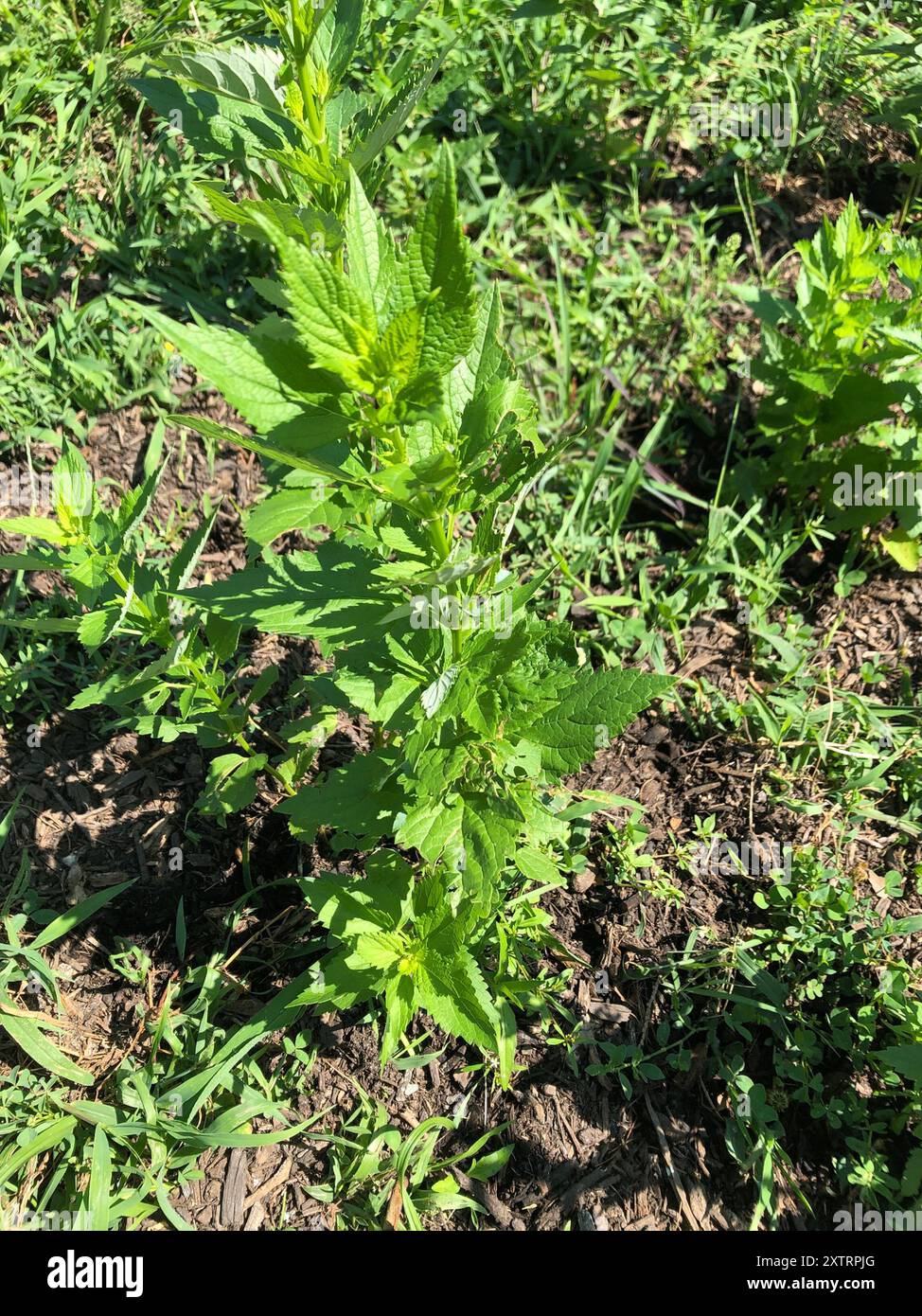 flowering plants (Angiospermae) Plantae Stock Photo - Alamy