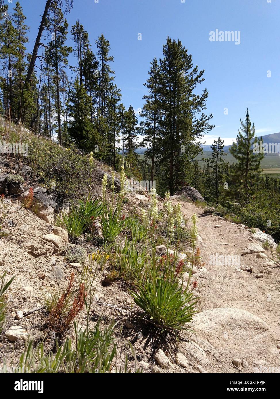 white Frasera (Frasera montana) Plantae Stock Photo - Alamy