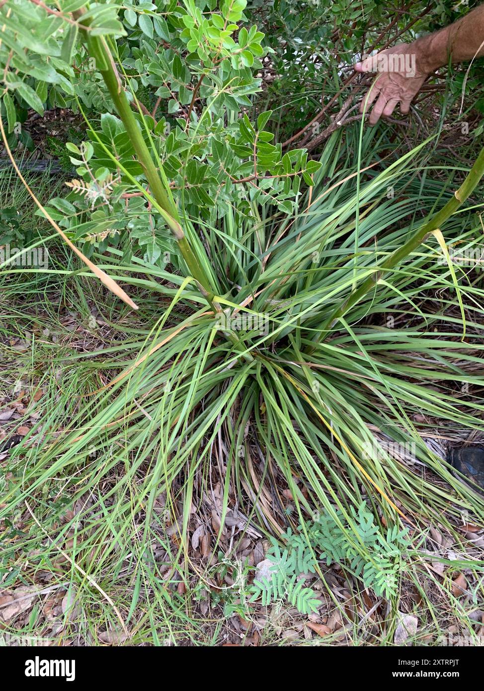 Devil's Shoestring (Nolina lindheimeriana) Plantae Stock Photo - Alamy